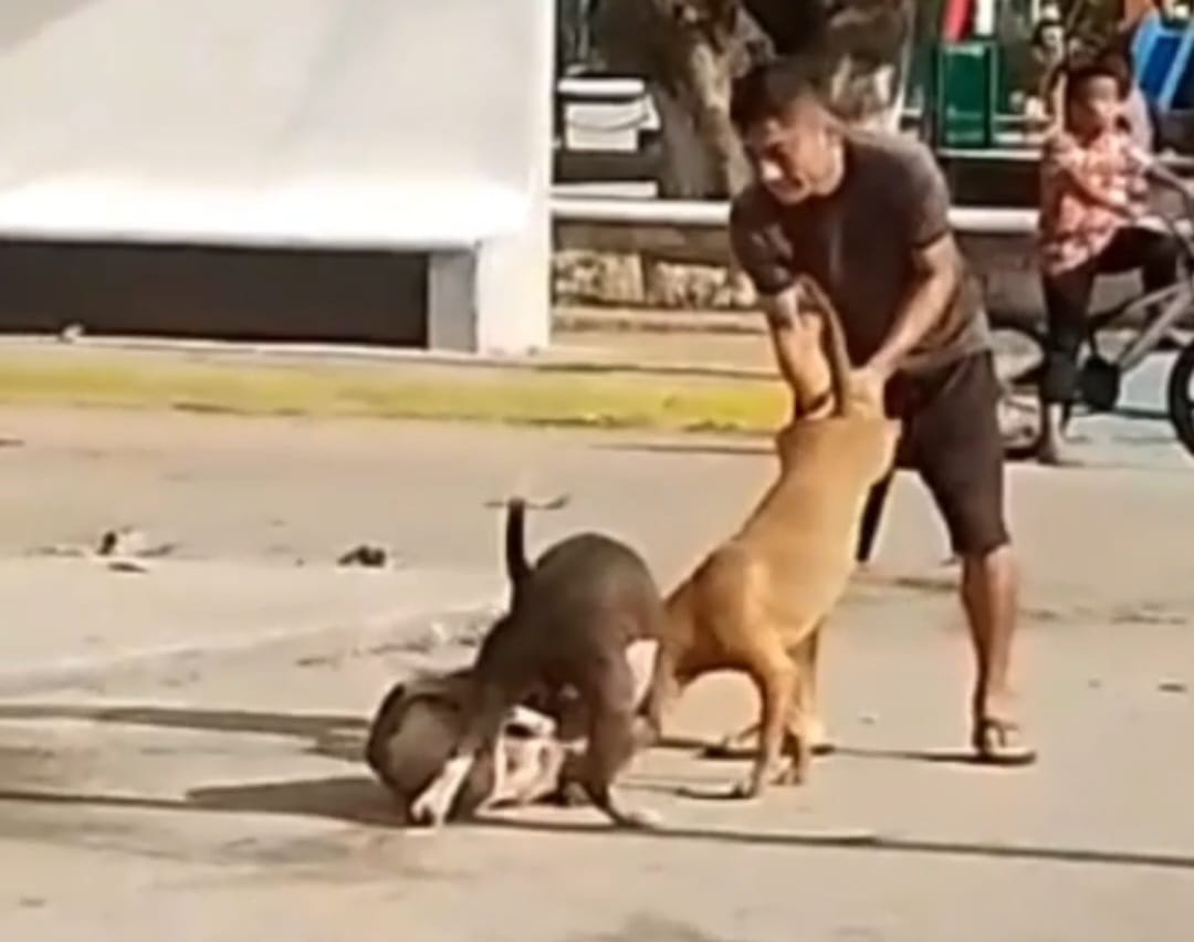 Tras muerte, sacrificará perrera de Cozumel a dos pitbulls