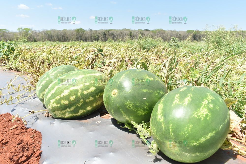 Mala cosecha de sandía trae pérdidas a campesinos de Quintana Roo